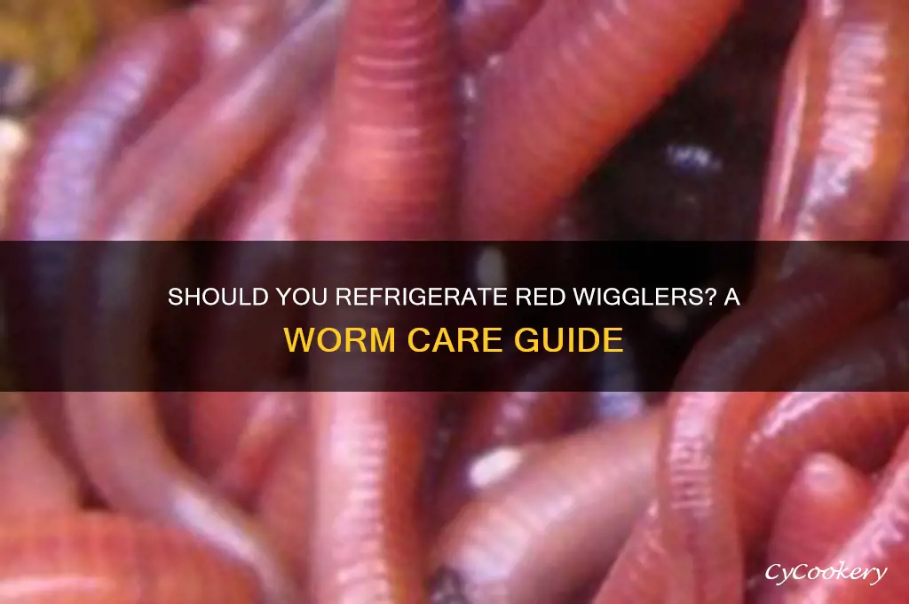 Should You Refrigerate Red Wigglers? A Worm Care Guide | CyCookery