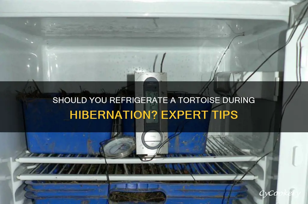 Should You Refrigerate A Tortoise During Hibernation? Expert Tips ...