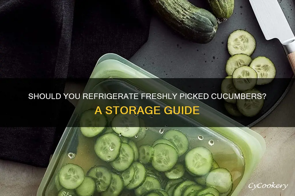Should You Refrigerate Freshly Picked Cucumbers? A Storage Guide ...