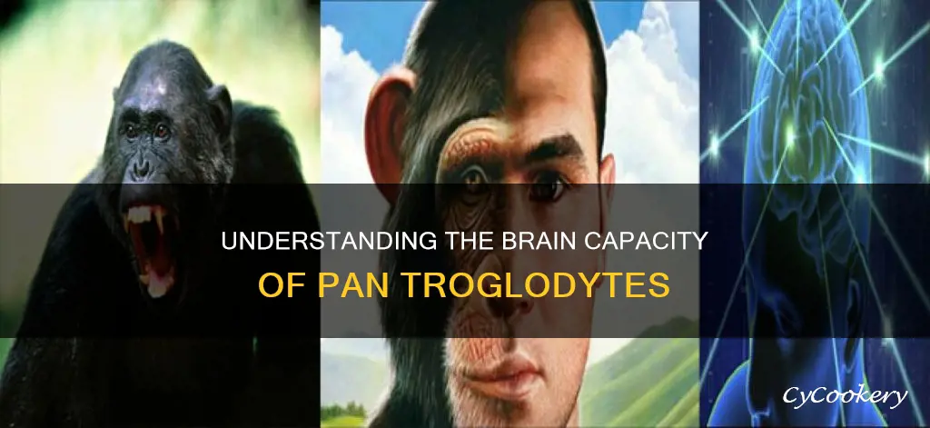 Understanding The Brain Capacity Of Pan Troglodytes | CyCookery