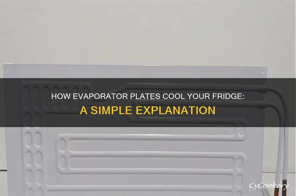 How Evaporator Plates Cool Your Fridge: A Simple Explanation | CyCookery