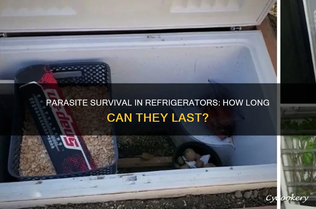 Parasite Survival In Refrigerators: How Long Can They Last? | CyCookery