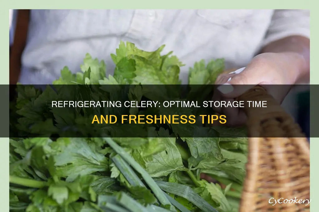 Refrigerating Celery: Optimal Storage Time And Freshness Tips | CyCookery