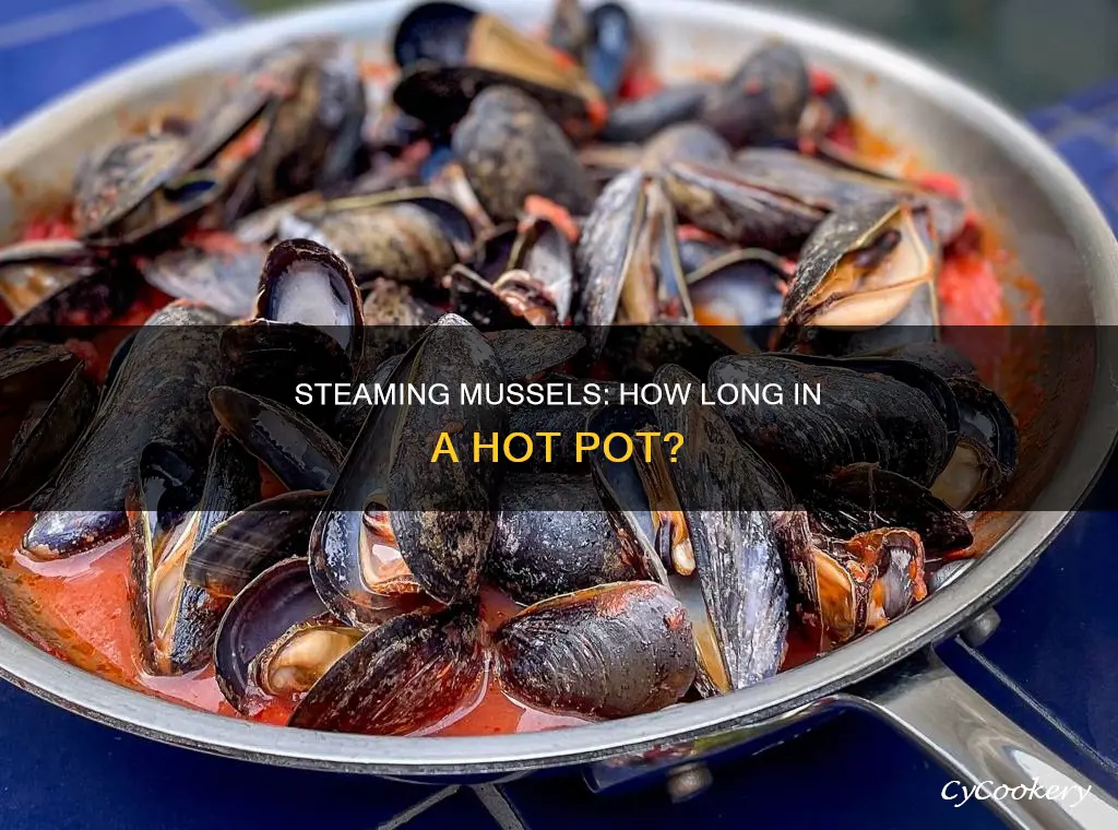 Steaming Mussels: How Long In A Hot Pot? | CyCookery