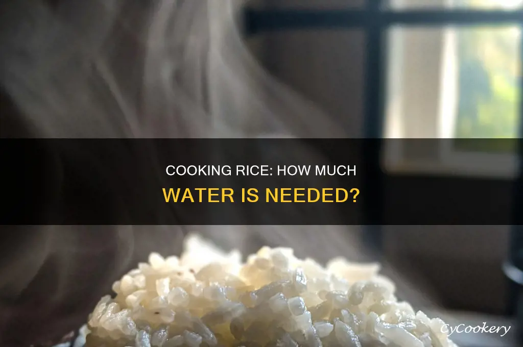 Cooking Rice: How Much Water Is Needed? | CyCookery