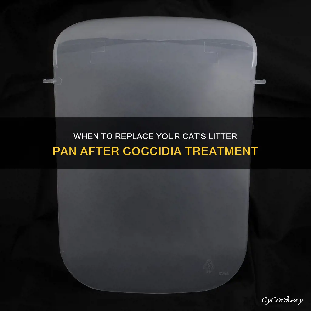 When To Replace Your Cat's Litter Pan After Coccidia Treatment | CyCookery